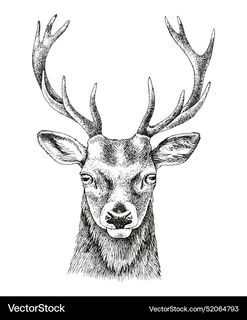 Hand drawn deer portrait Royalty Free Vector Image