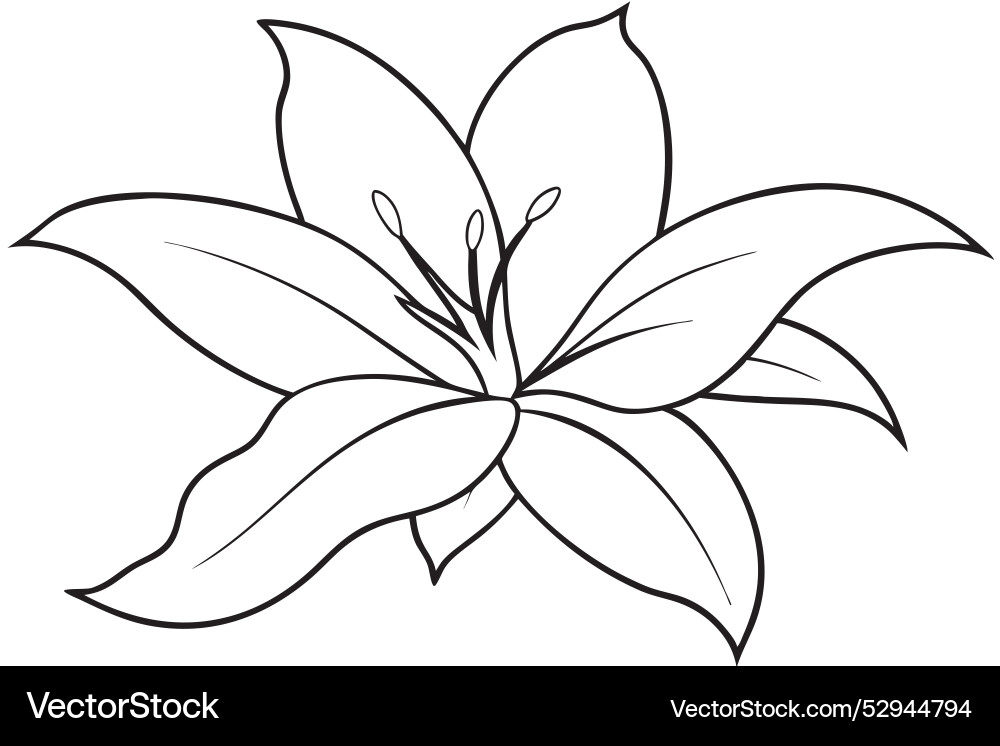Beautiful lily flower floral Royalty Free Vector Image