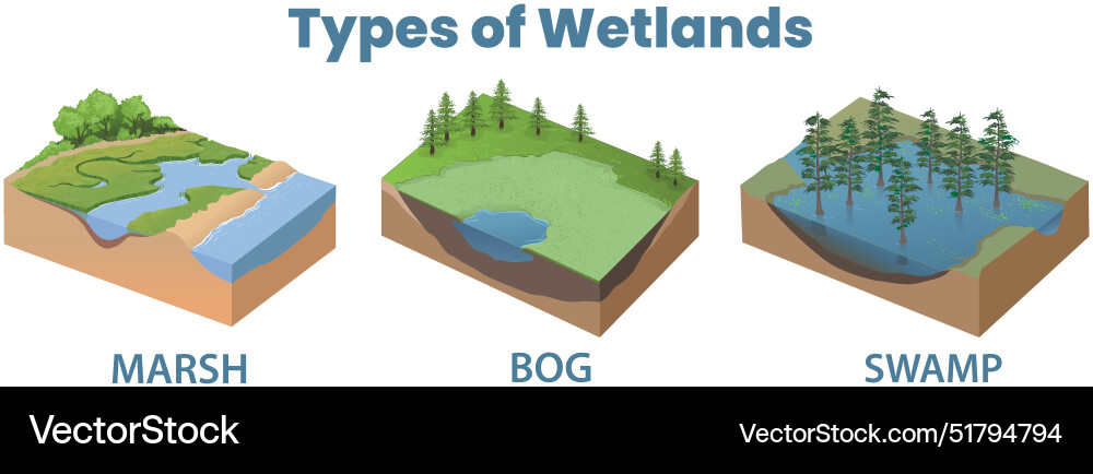 Types of wetlands Royalty Free Vector Image - VectorStock