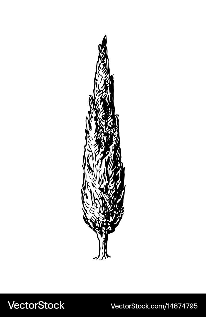 Cypress Royalty Free Vector Image - VectorStock