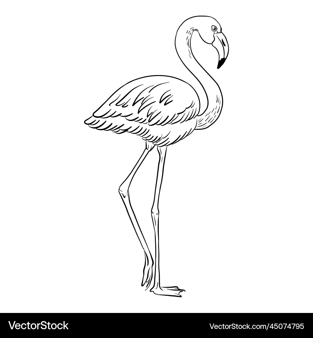 Flamingo Bird Drawing Easy Flamingo Drawing Tutorial For Beginners