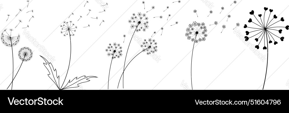 Dandelion wild flower outline drawing coloring Vector Image