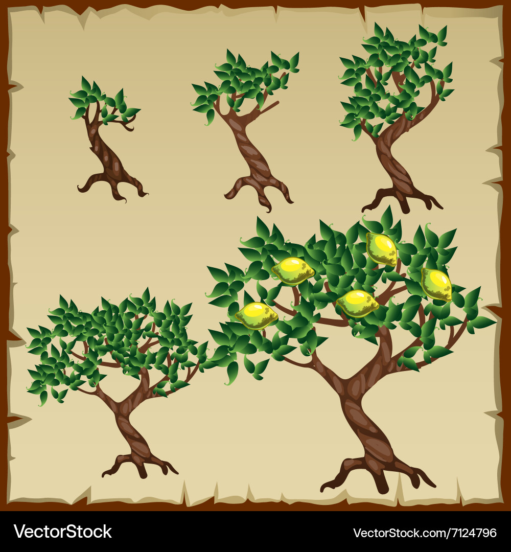 Five icons growth stages of lemon tree Royalty Free Vector