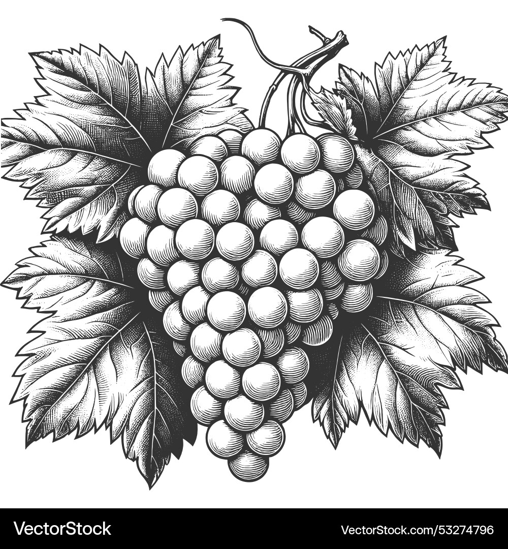 Grapes and vine leaves engraving Royalty Free Vector Image
