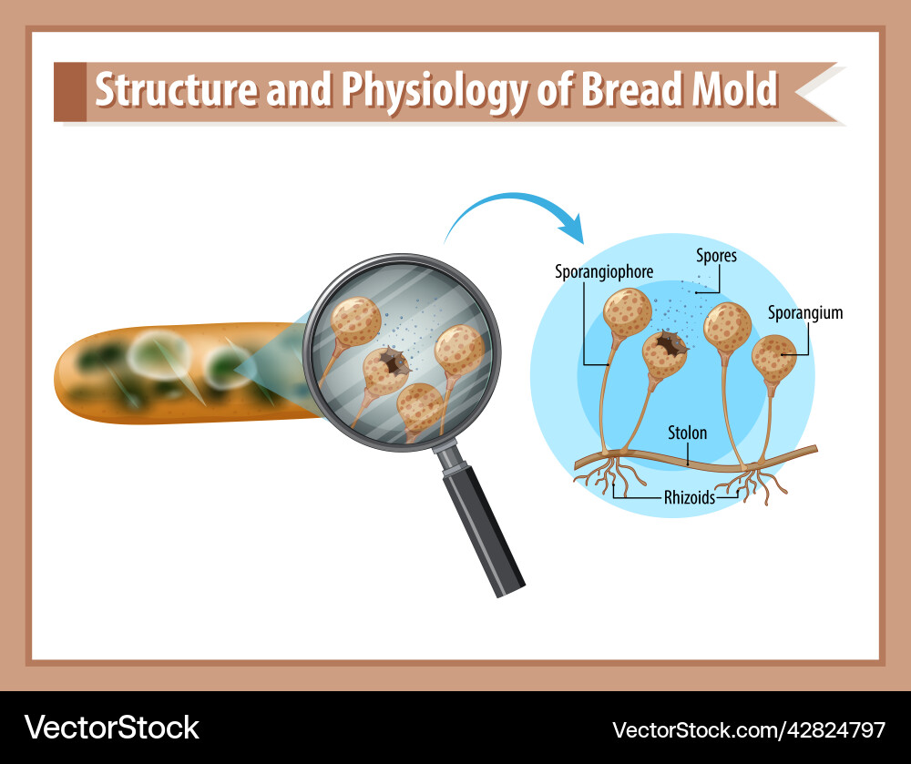 Structure and physiology of bread mold Royalty Free Vector