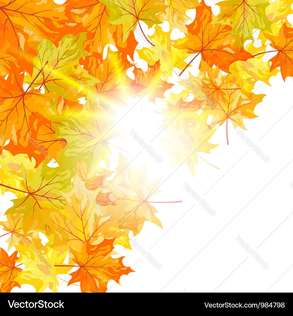 Autumn Maple Leaves Background Royalty Free Vector Image