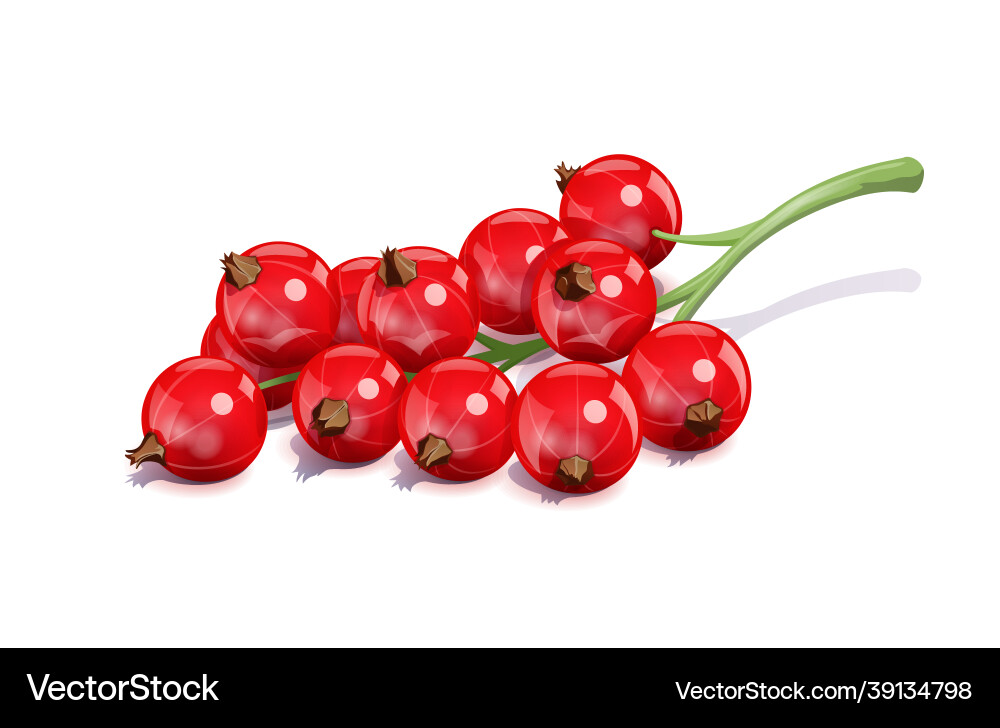 Red currant ripe delicious berry eps10 Royalty Free Vector