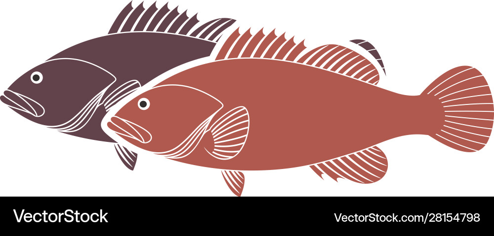 Spotted grouper Royalty Free Vector Image - VectorStock