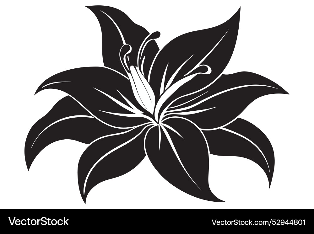 Beautiful lily flower floral Royalty Free Vector Image