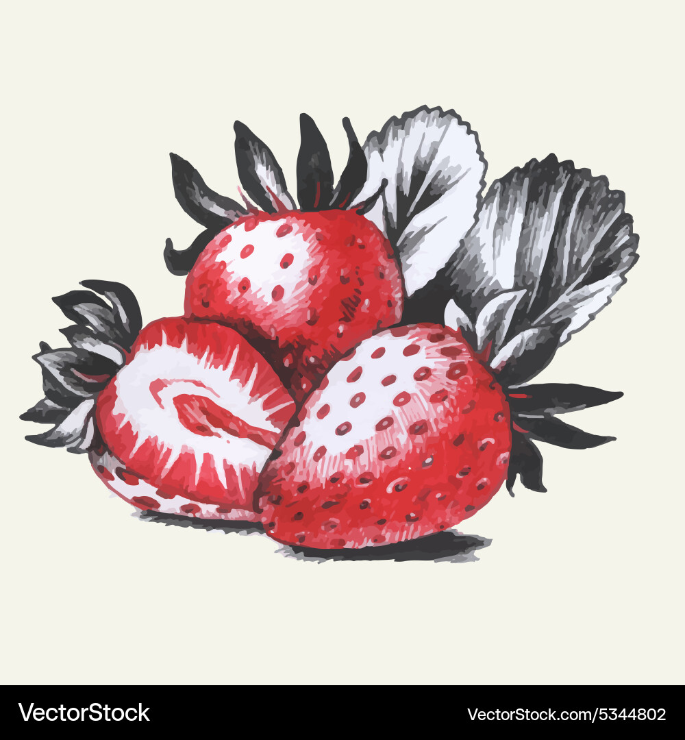 Strawberry Royalty Free Vector Image - VectorStock