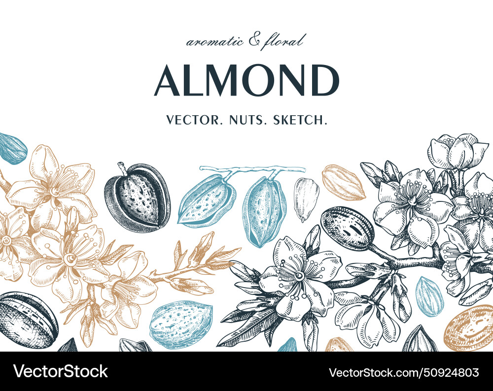 Almond banner design spring background blooming Vector Image