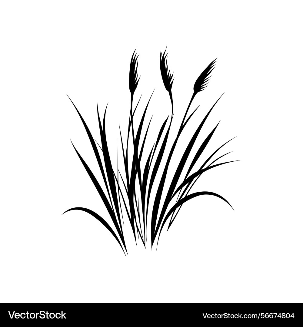 Silhouette reeds with transparent background Vector Image