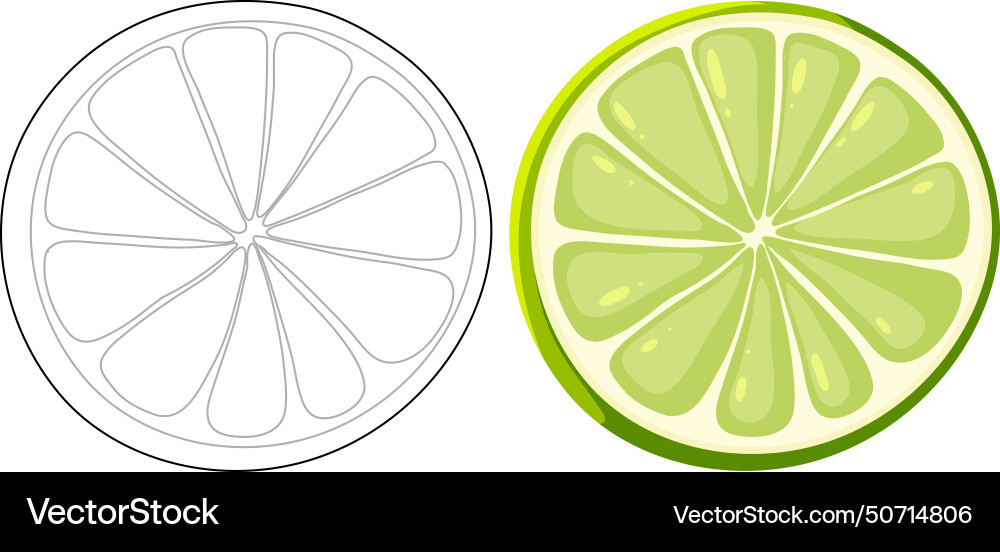 Art of a lime and its cross-section Royalty Free Vector