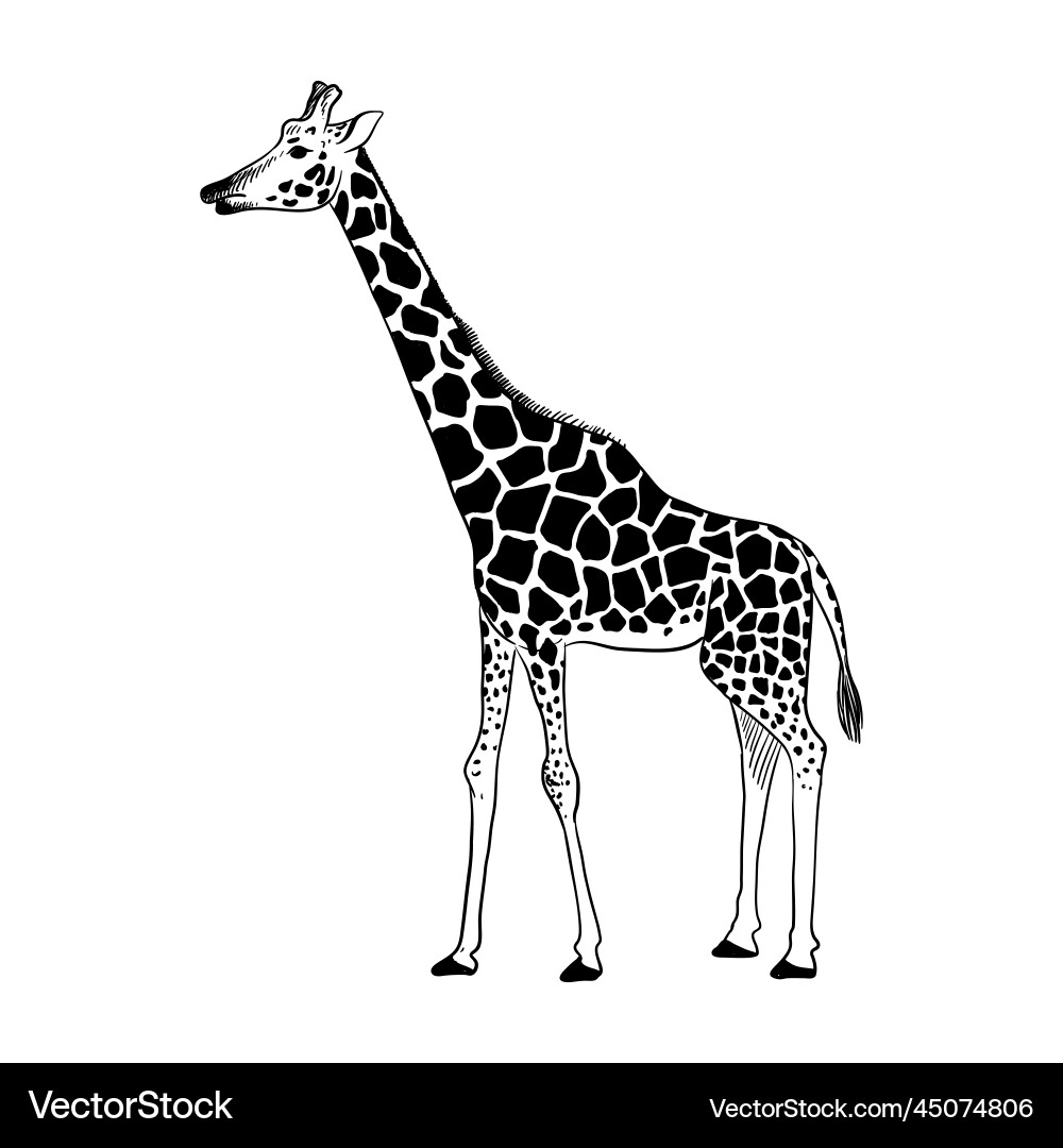Drawing animal giraffe Royalty Free Vector Image