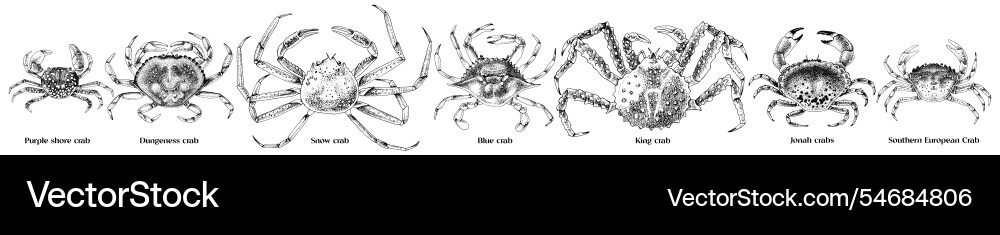 Edible types of crabs Royalty Free Vector Image