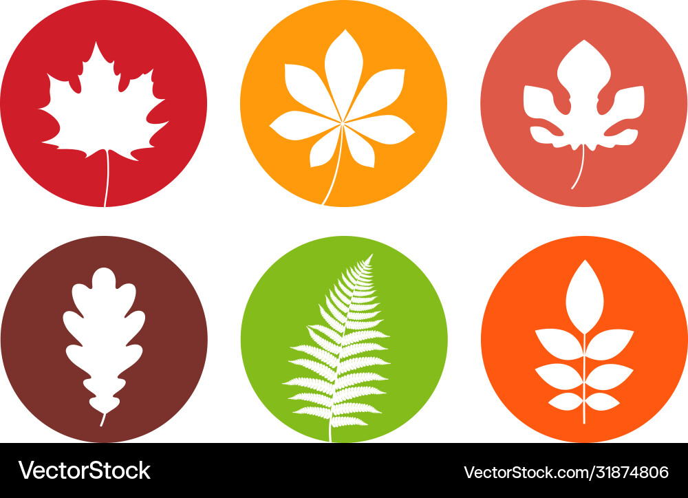 Maple Leaf Logo Set Royalty Free Vector Image - VectorStock
