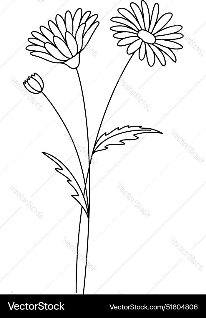 Wild flower outline drawing coloring page Vector Image