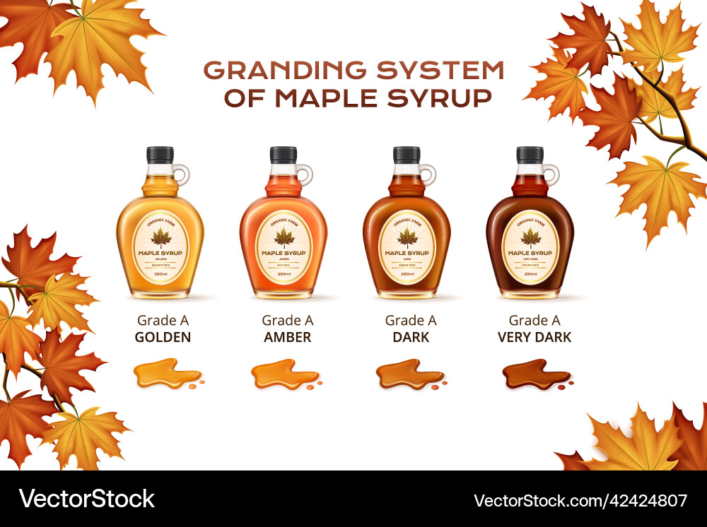 Maple syrup composition Royalty Free Vector Image
