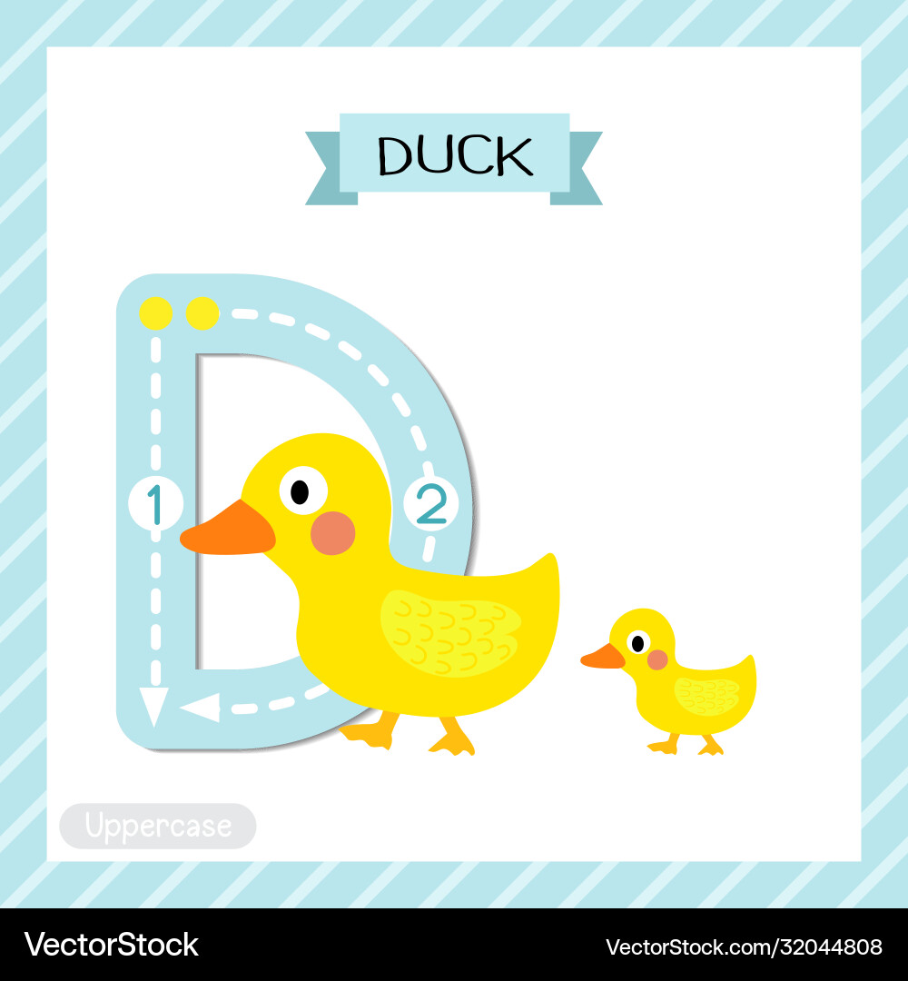 Letter d uppercase tracing duck and little Vector Image