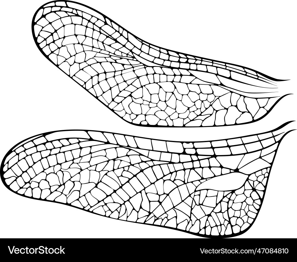 Dragonfly wings line art Royalty Free Vector Image