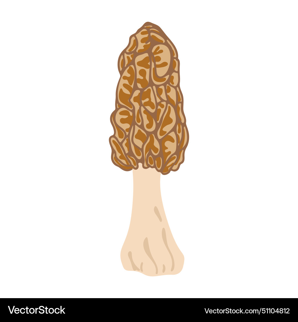 Morel mushrooms hand drawn trendy flat style Vector Image