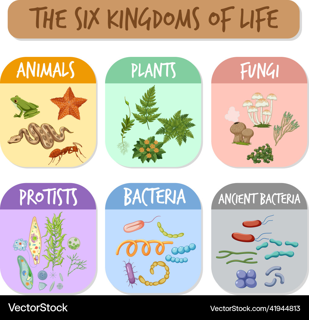 Six Kingdoms of Life - Biological Illustration Vector Image