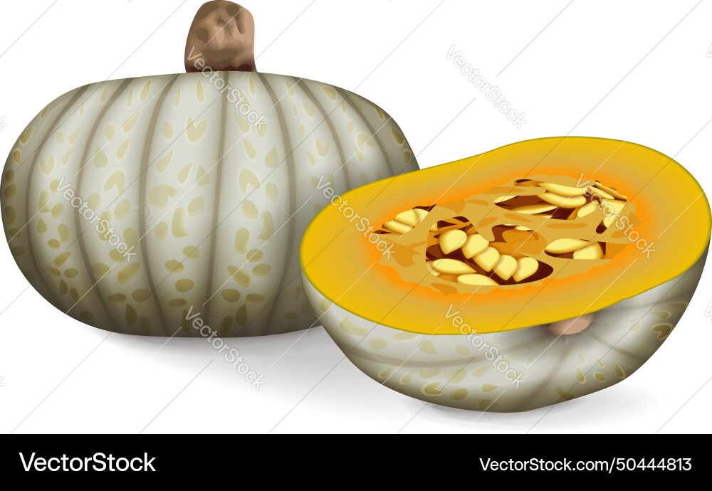 Whole and chopped confection squash winter Vector Image