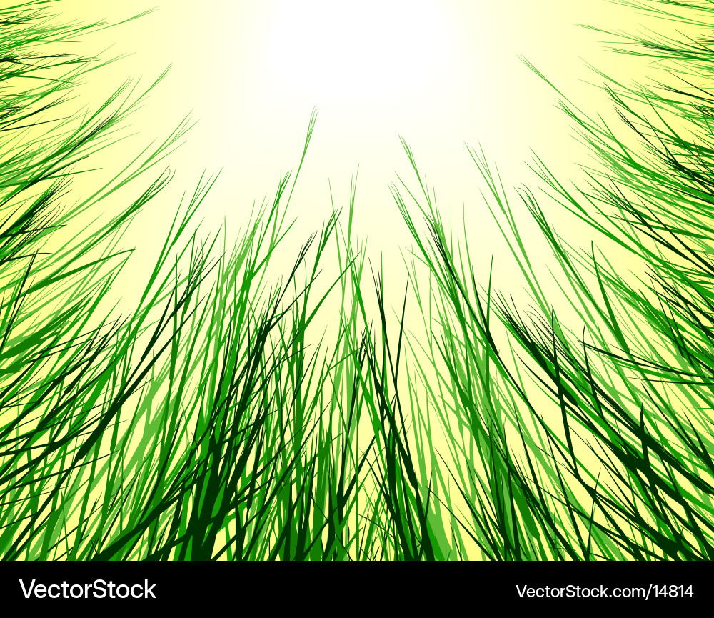 Sungrass Royalty Free Vector Image - VectorStock
