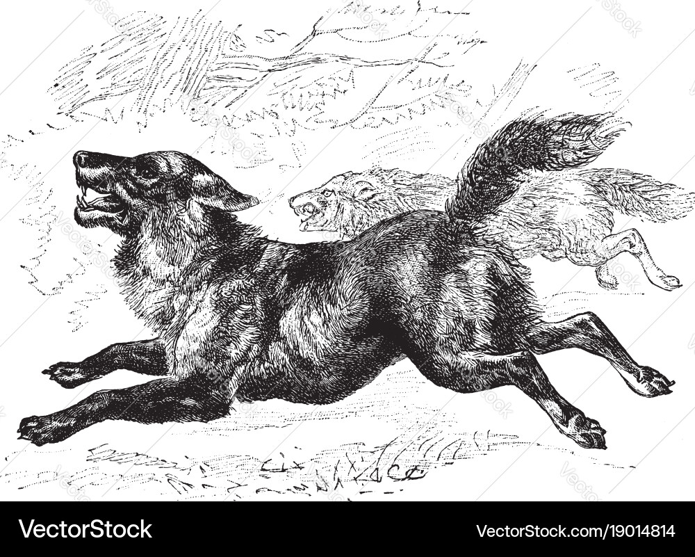 Vintage Gray Wolf Line Art Royalty Free Vector Image
