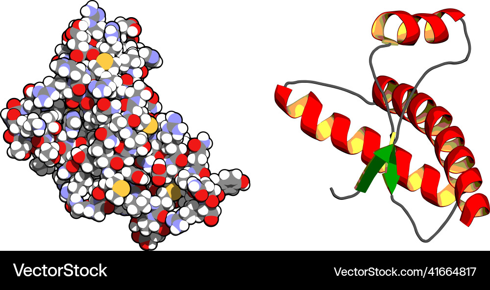 Prion Protein Structure - hPrP Chemical Model Vector Image