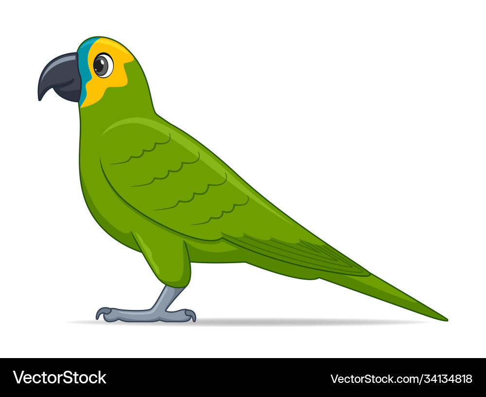 Amazon parrot bird on a white background Vector Image