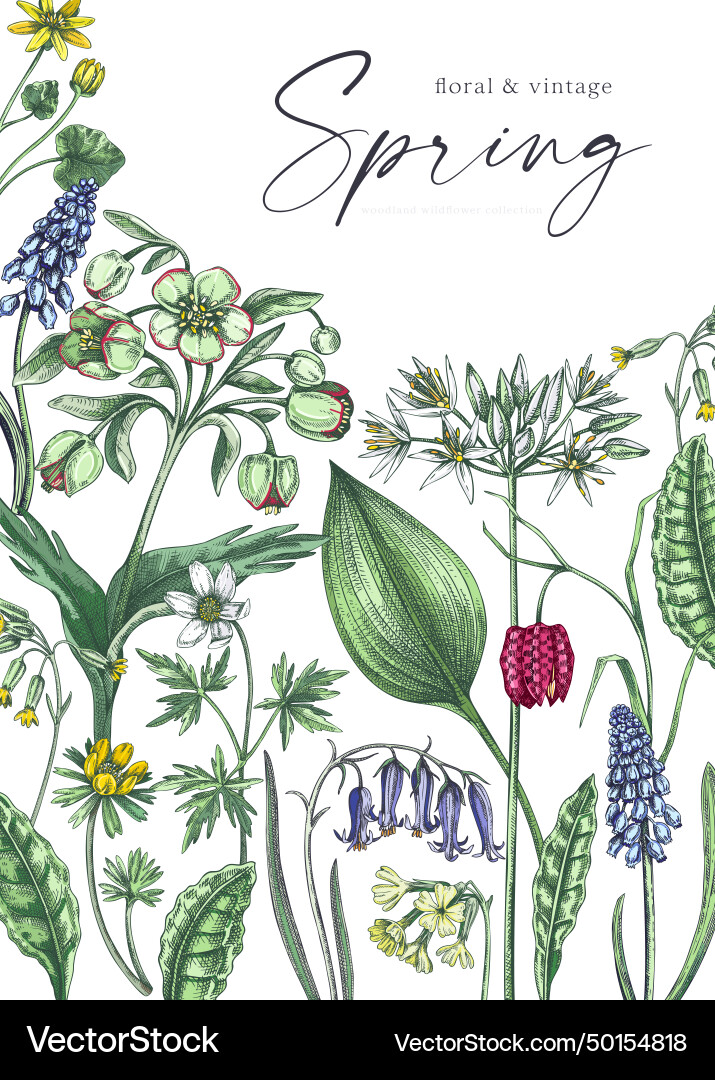 Delicate spring design template wildflowers Vector Image