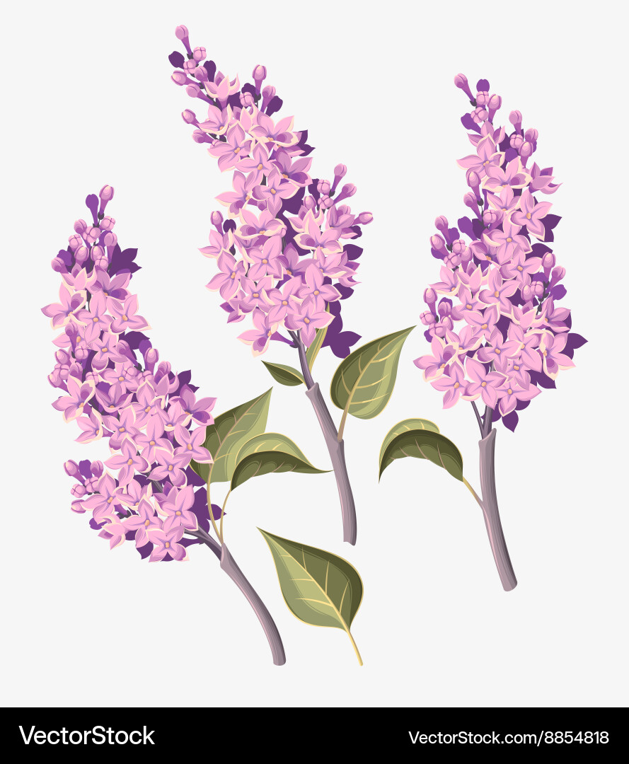 Set of lilac Royalty Free Vector Image - VectorStock