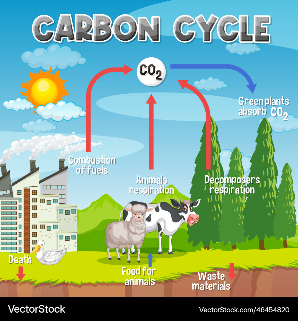 Carbon cycle diagram for science education Vector Image