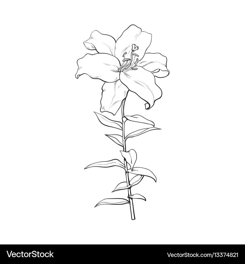 Single Lily Flower Clipart Premium Vector | A Minimal And Simple Color