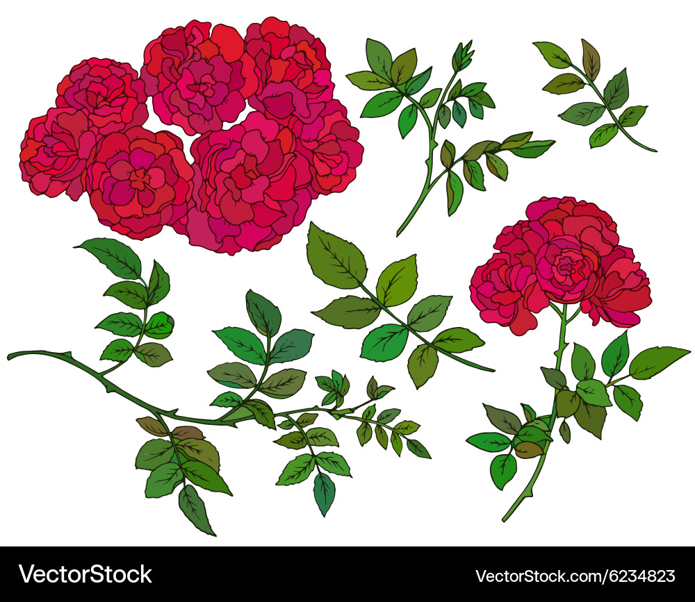 Collection of hand drawn red bush roses Royalty Free Vector
