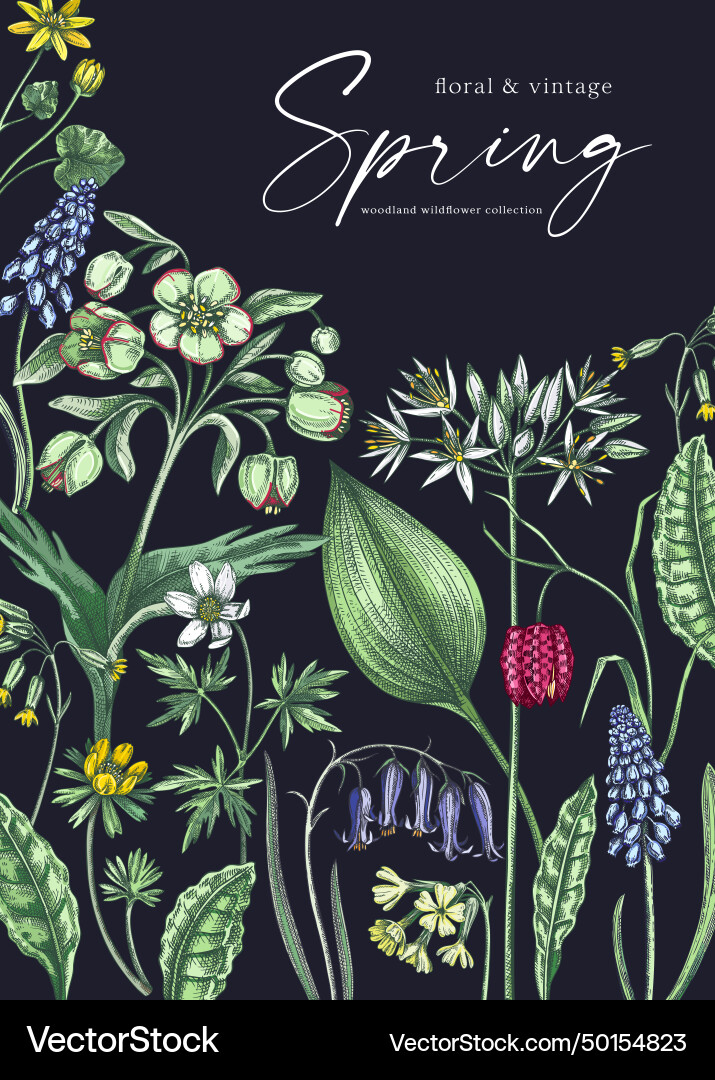 Delicate spring design template wildflowers Vector Image