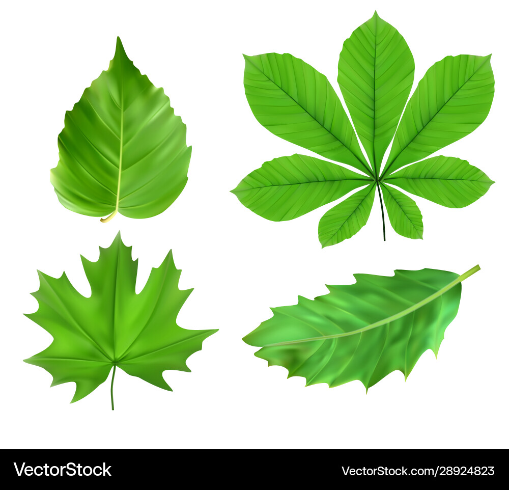 Green leaves Royalty Free Vector Image - VectorStock