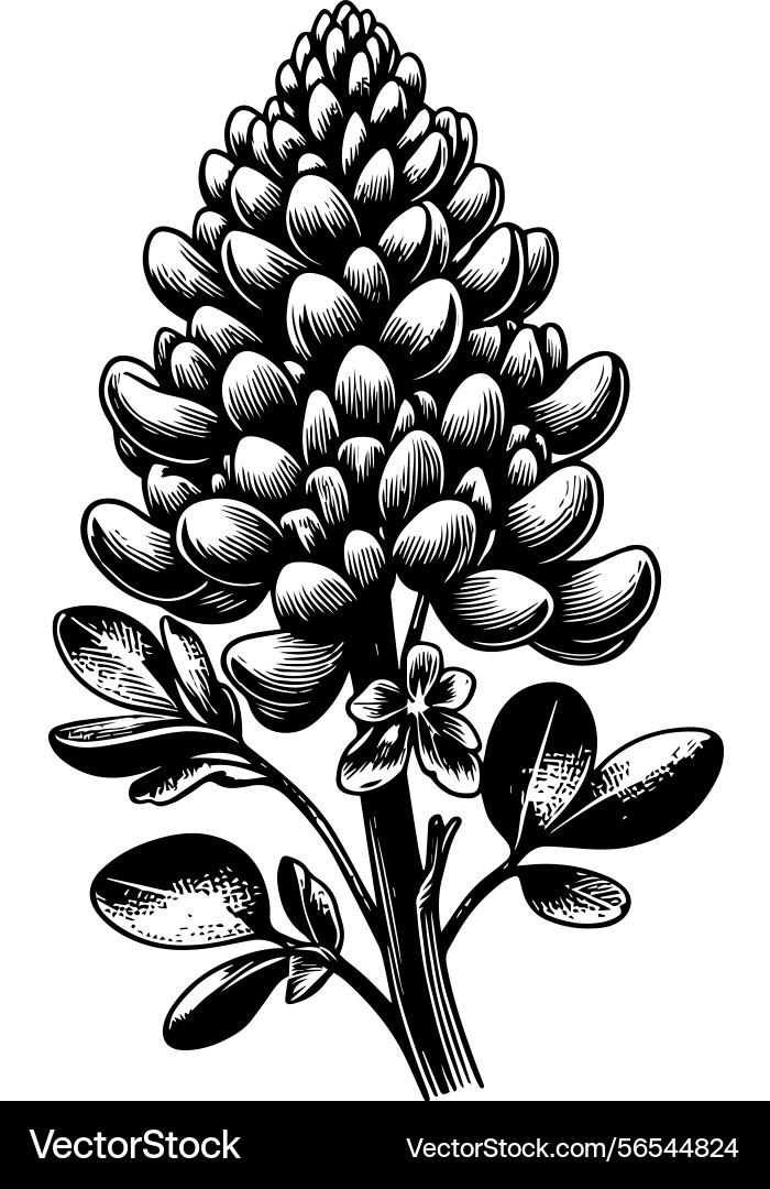 Simple bluebonnet flower front view icon vintage Vector Image