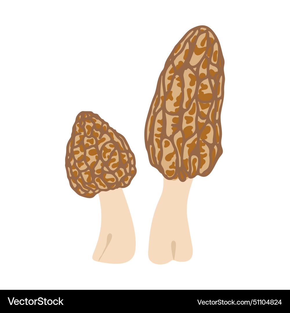 Two morel mushrooms hand drawn trendy flat style Vector Image