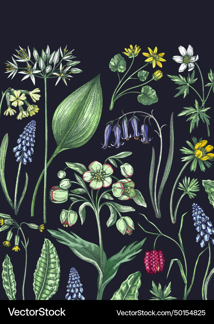 Delicate spring background wildflowers woodland Vector Image