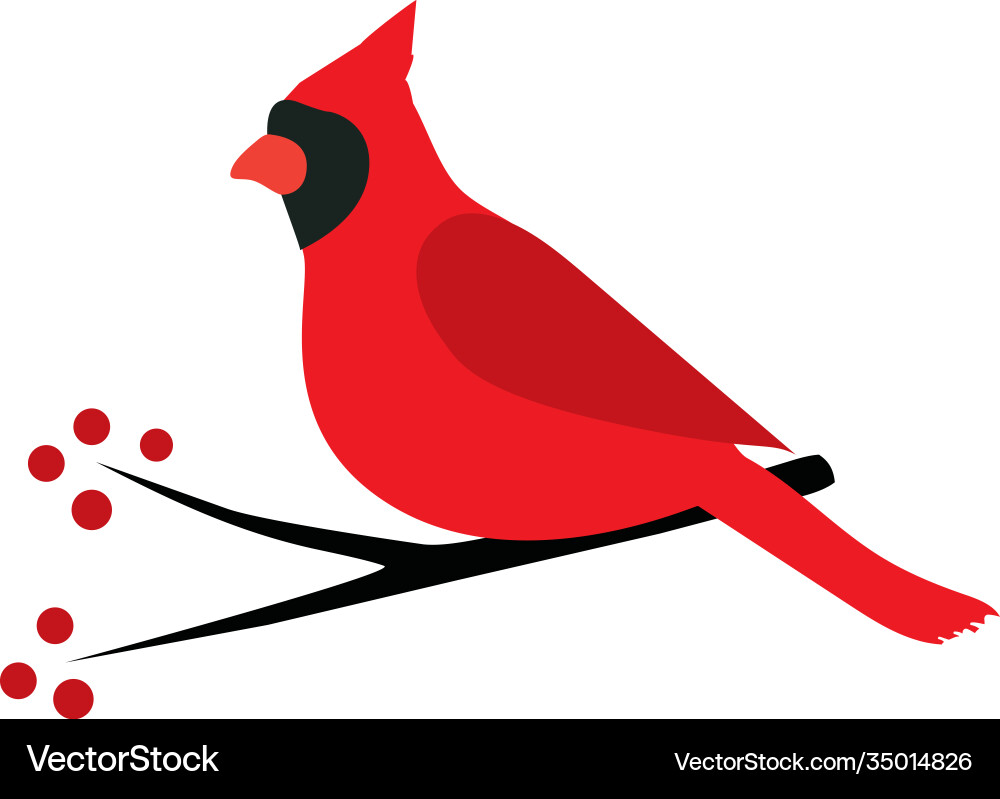 Cardinal bird Royalty Free Vector Image - VectorStock