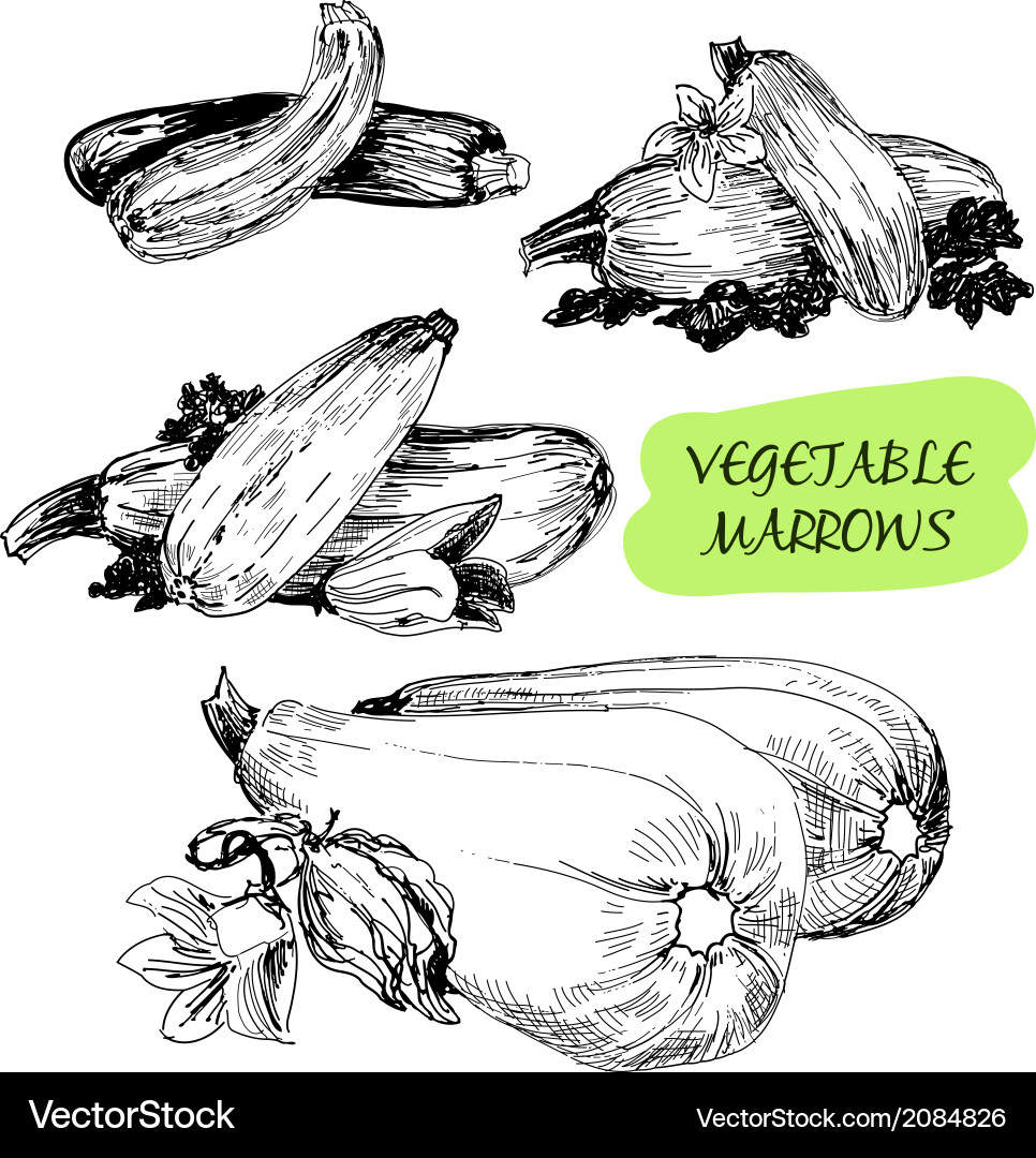 Vegetable marrows Royalty Free Vector Image - VectorStock