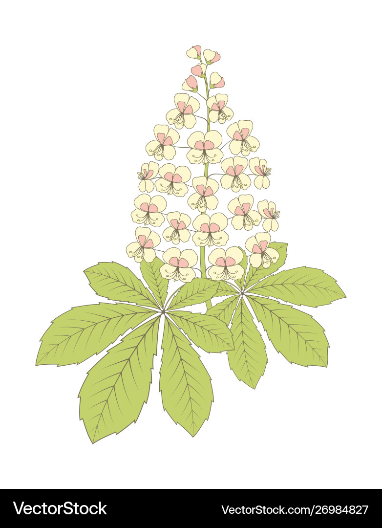 Chestnut flower on white Royalty Free Vector Image