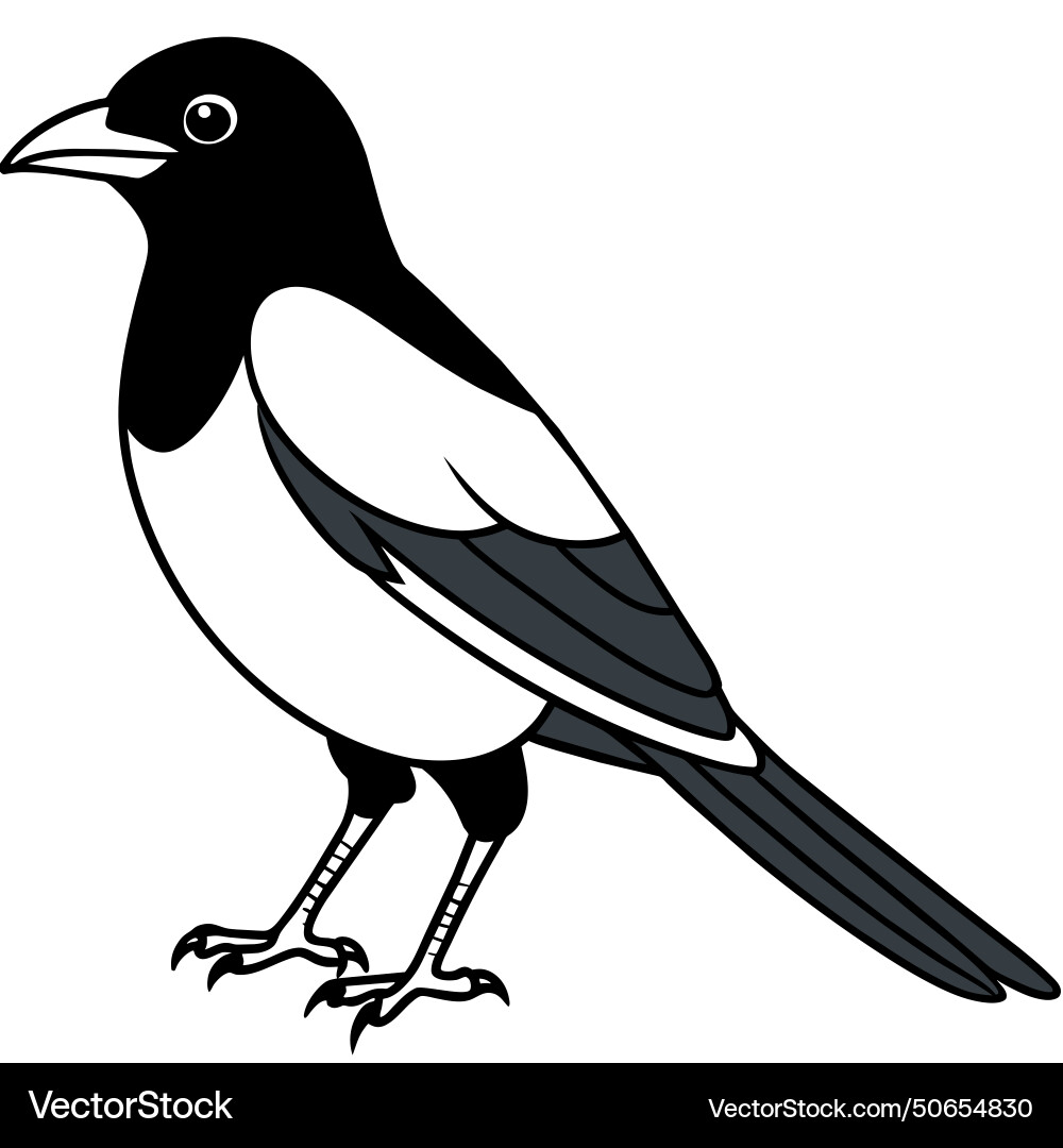 Cute magpie on a clean background silhouette Vector Image