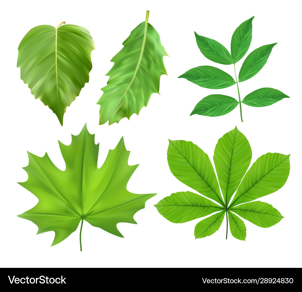 Green Leaf Collection Royalty Free Vector Image