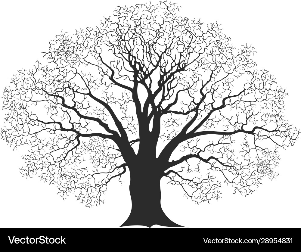 Oak tree Royalty Free Vector Image - VectorStock