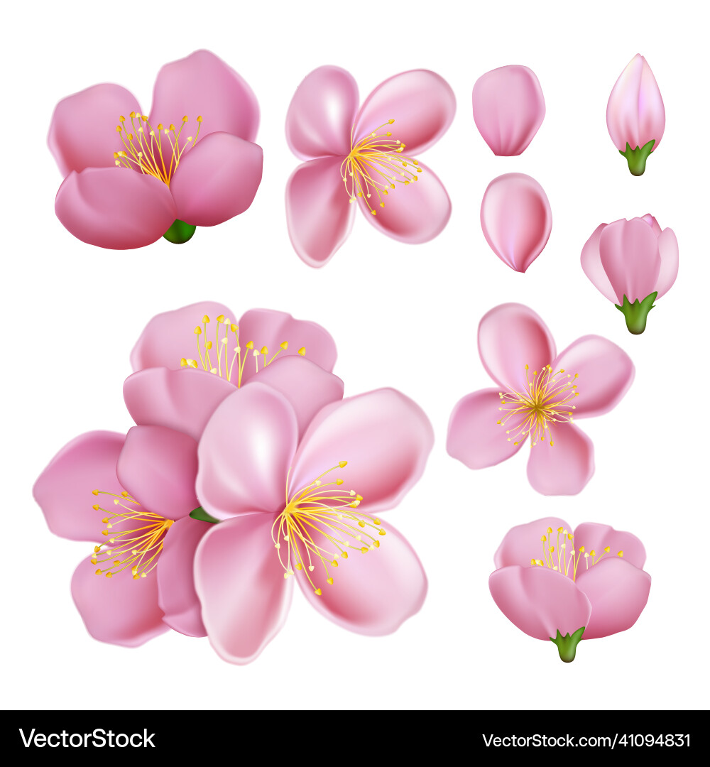Sakura flower blossom branch Royalty Free Vector Image