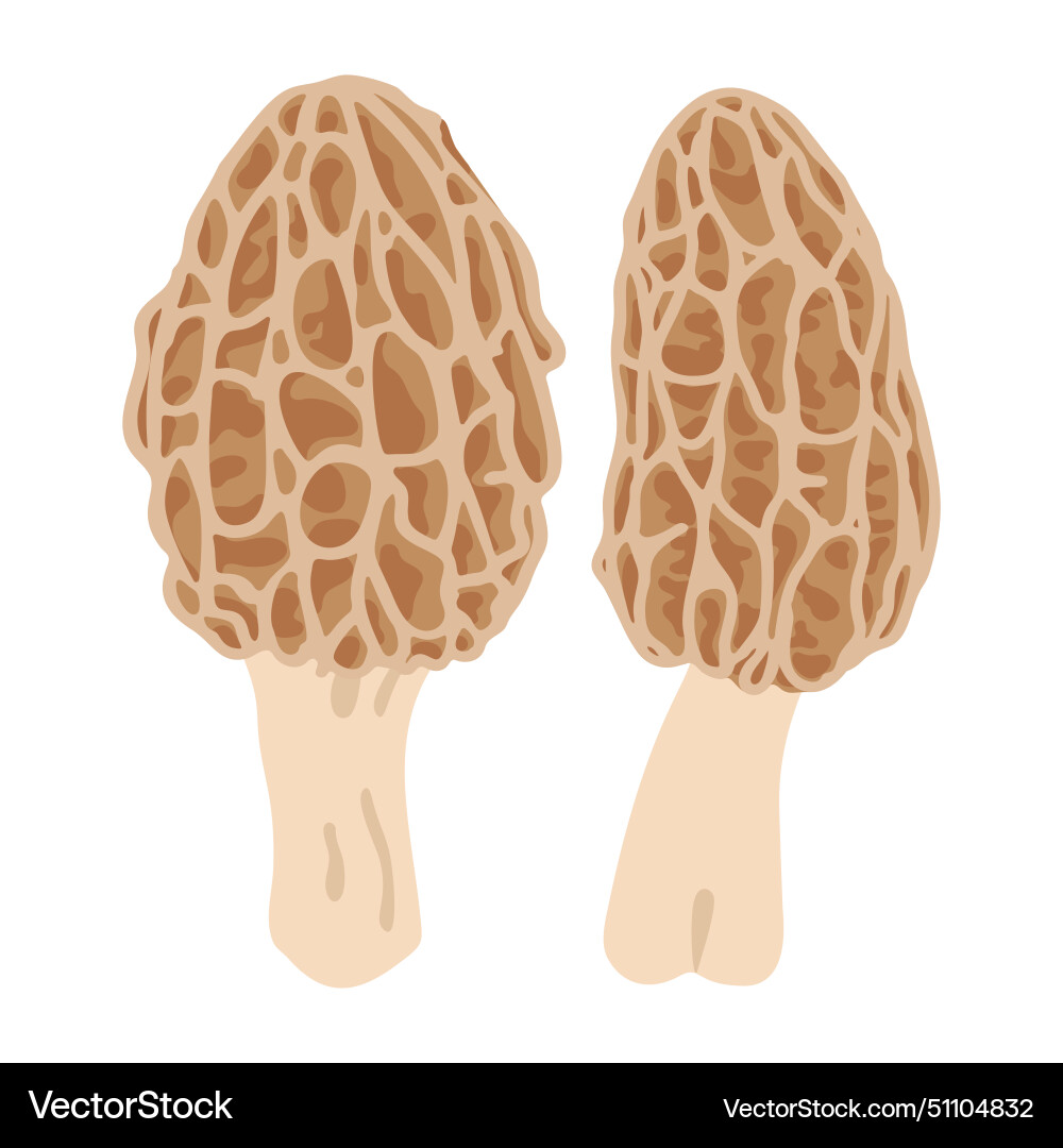 Two morel mushrooms hand drawn trendy flat style Vector Image