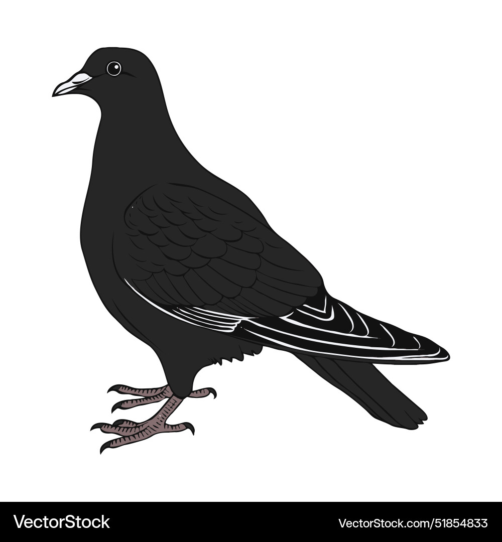 Pigeon clipart Royalty Free Vector Image - VectorStock